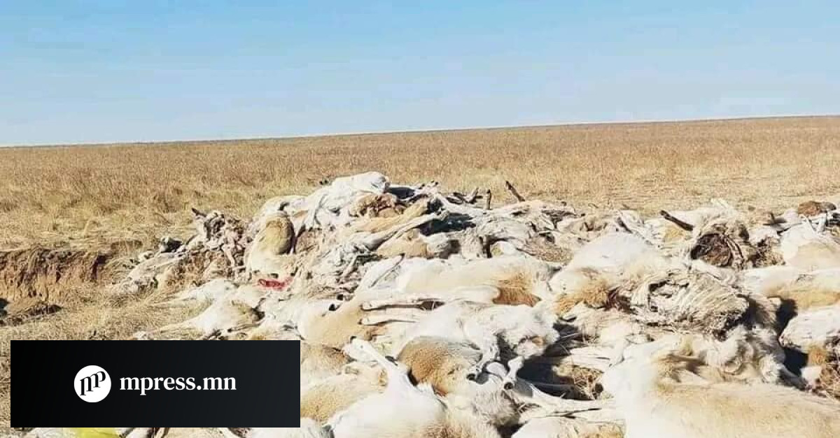 Зээрийн сүрэг хордсон гэх хэрэгт холбогдуулан Засгийн газрын ажлын хэсэг байгуулагдлаа