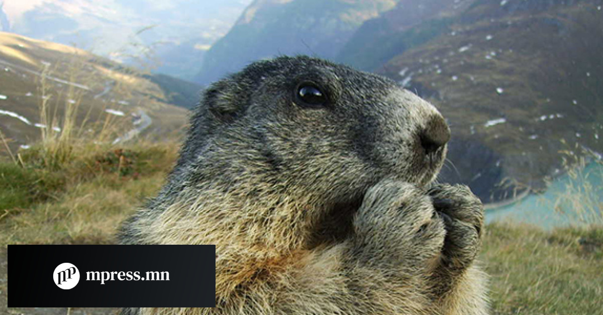 Тарваган тахал хүнд халдварлах нь